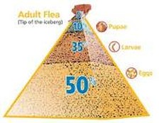 Flea Control - Midcoast Animal Hospital